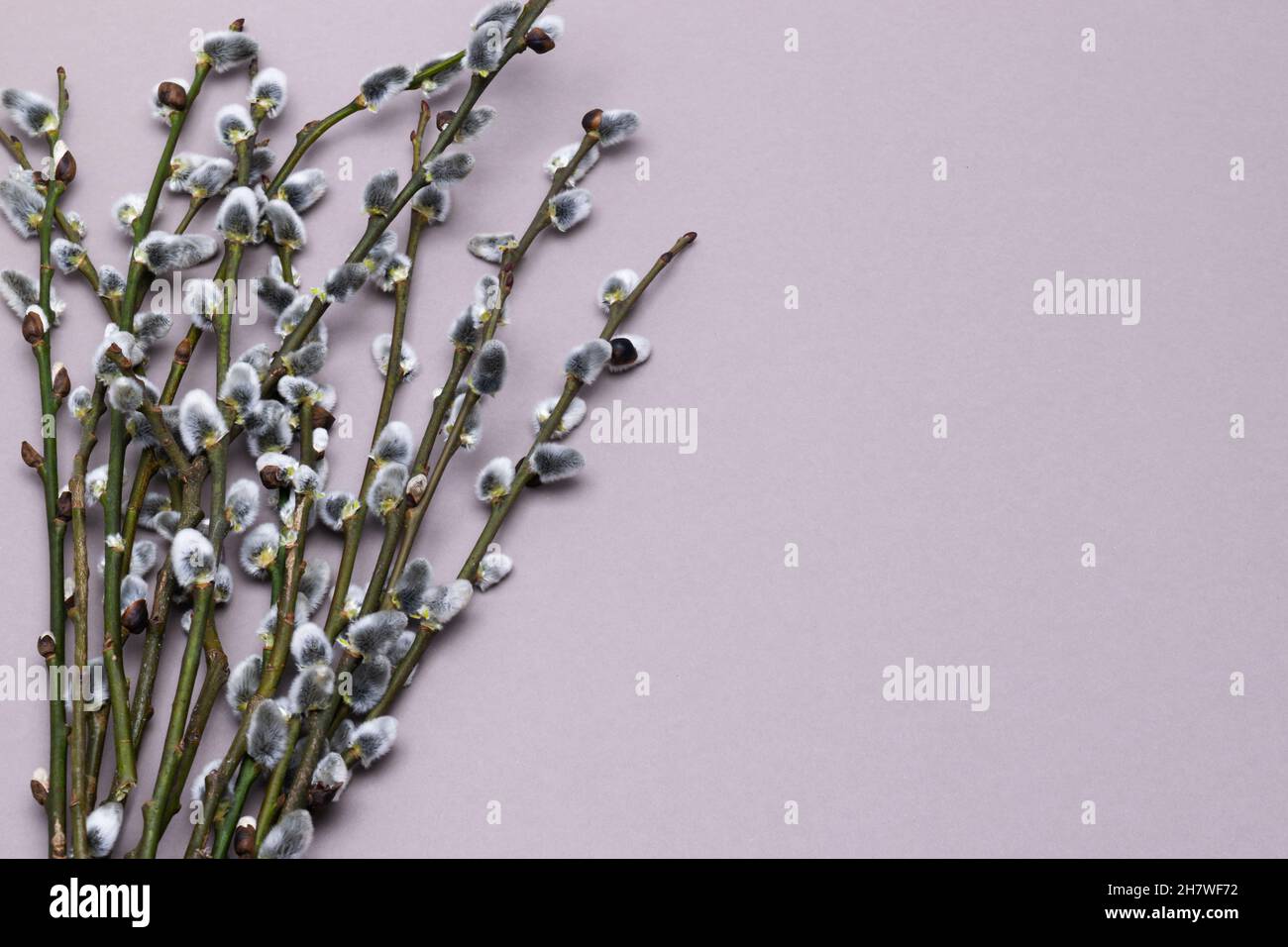 Willow branches are a symbol of the Christian holidays of Palm Sunday ...