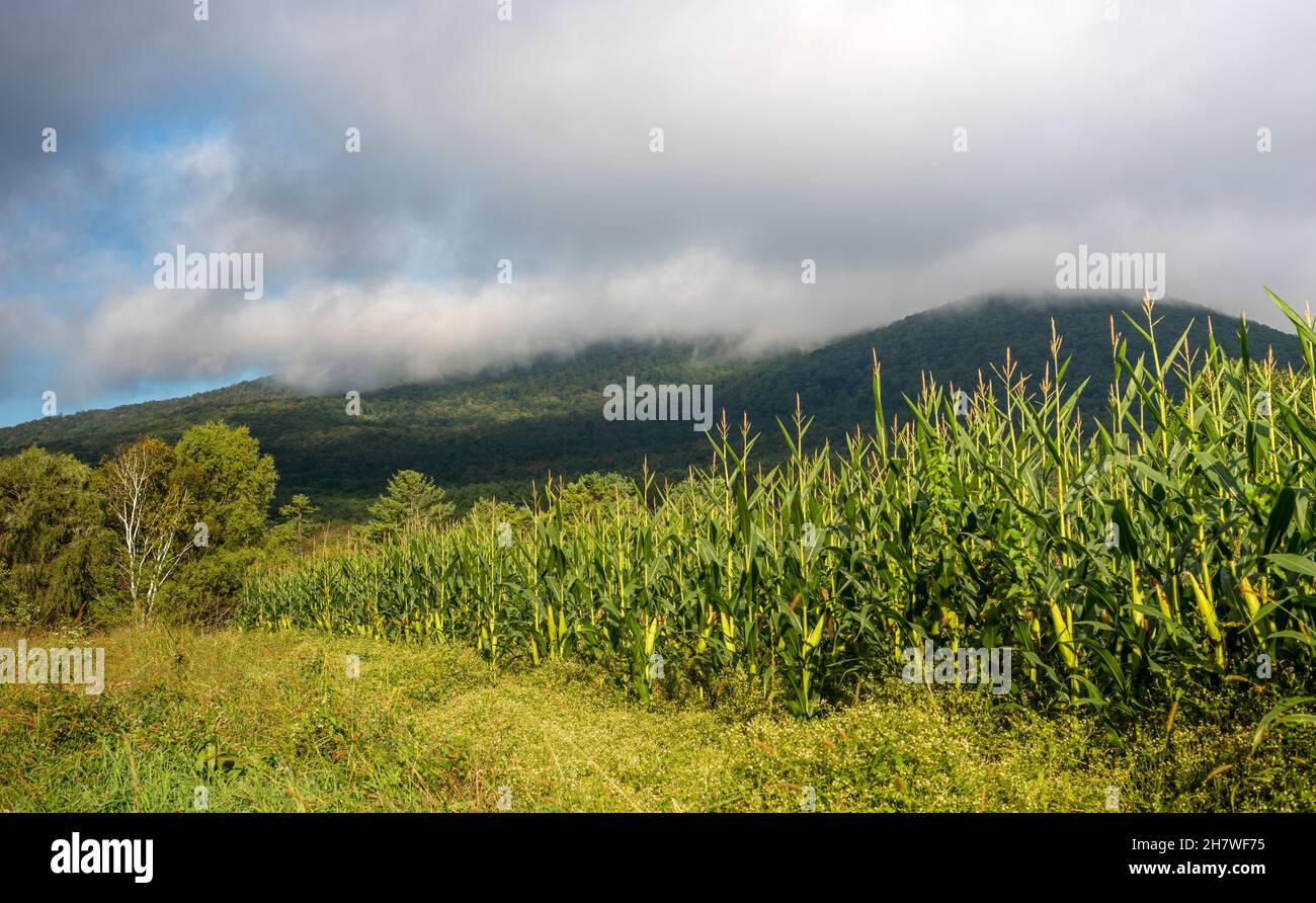 Dramatic scene of rows of corn with the scenic Taconic Mountains in the ...