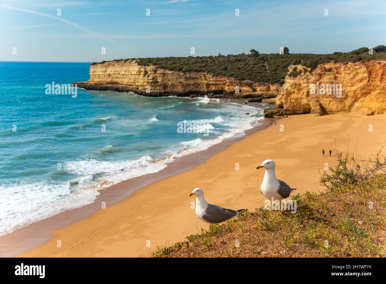 Natural caves beach and seagull. Algarve coast, Portugal Stock Photo ...
