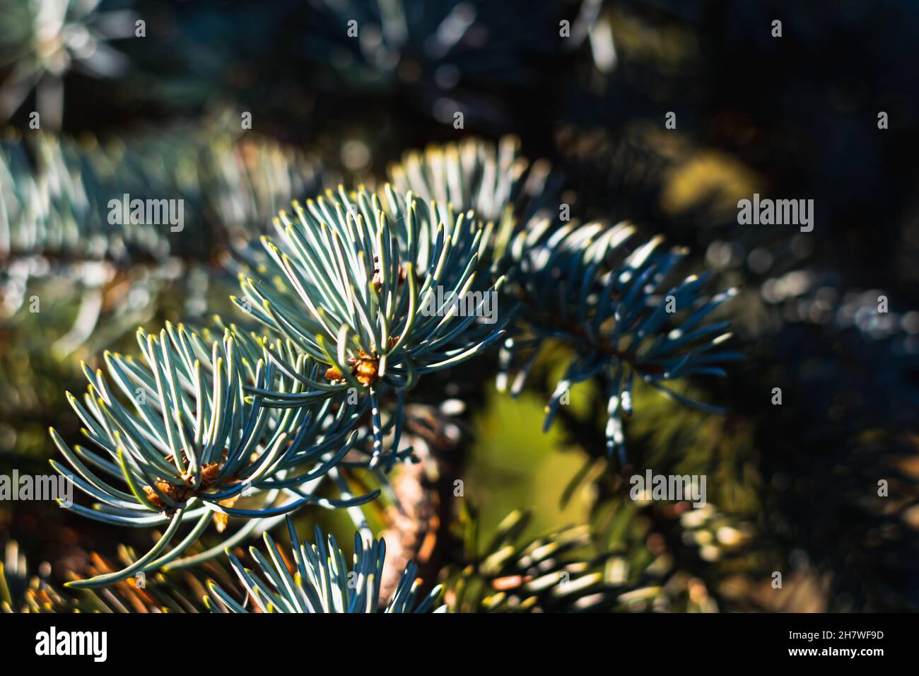 Branches of blue spruce. Natural background. Horizontal photo Stock ...
