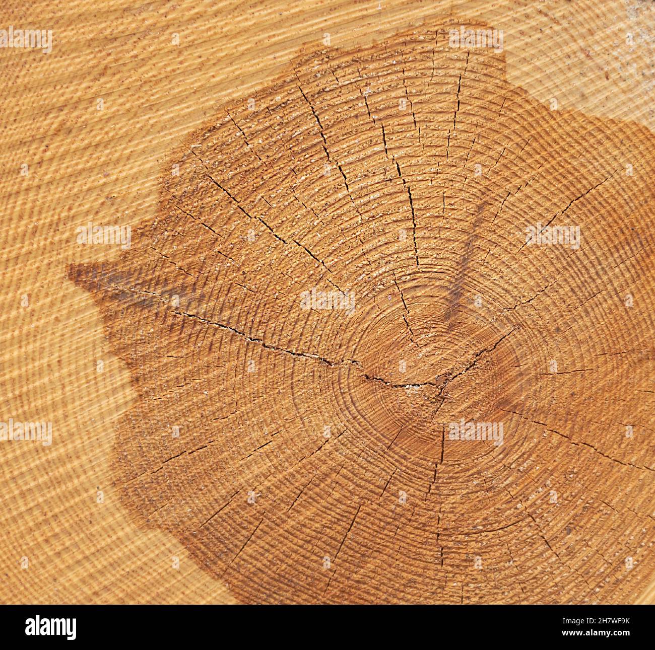 Close-up texture and structure of wood. Tree rings on a wooden log ...