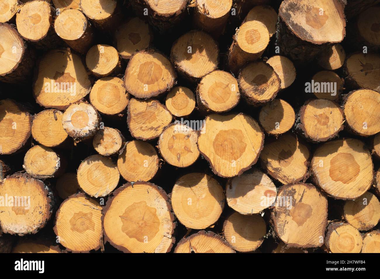 Felled trees close-up. Wood texture and structure. Natural background ...