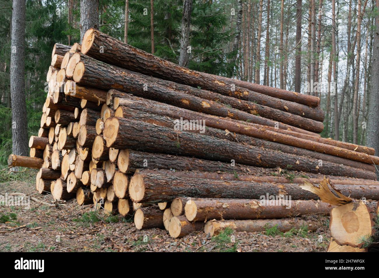 Felled logs of coniferous trees lie in the forest. Deforestation ...