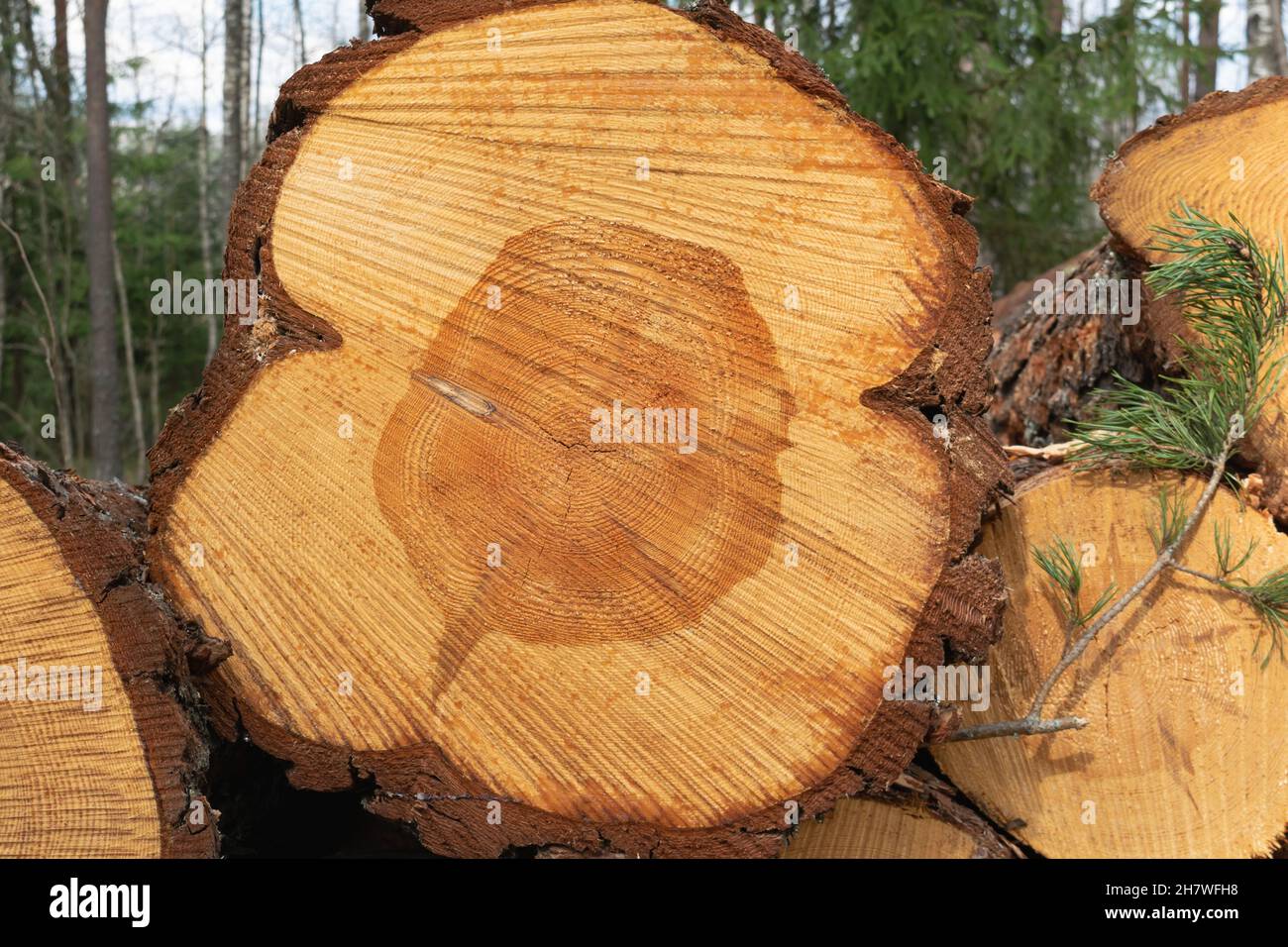 Industrial deforestation hi-res stock photography and images - Alamy