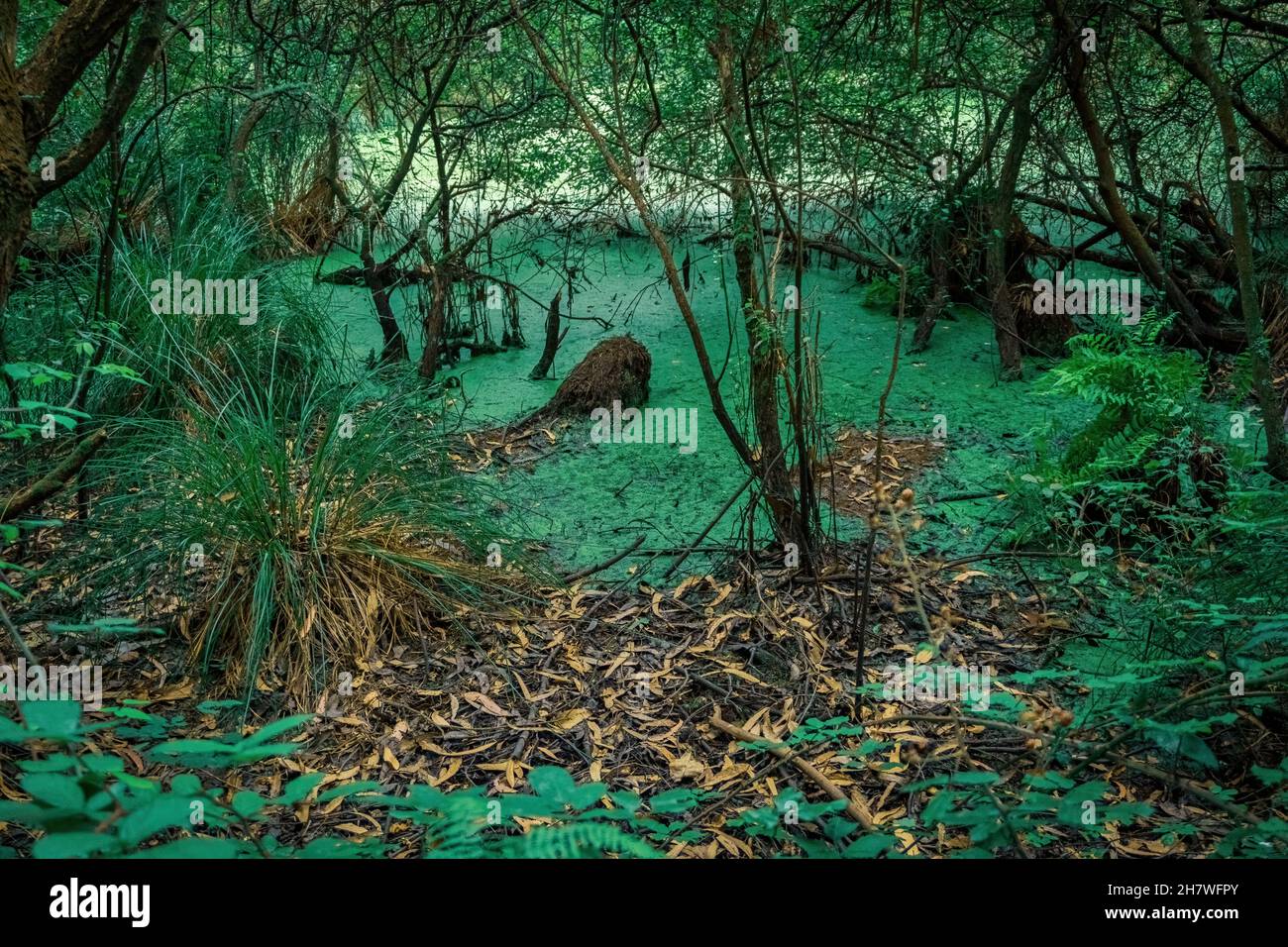 Swampy marsh hi-res stock photography and images - Alamy
