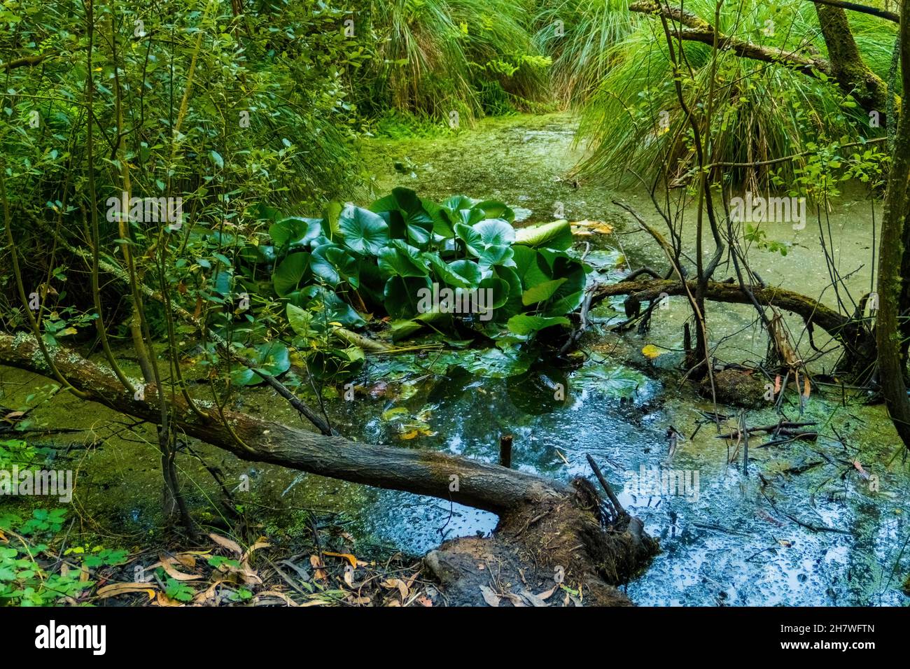 Swampy marsh hi-res stock photography and images - Alamy