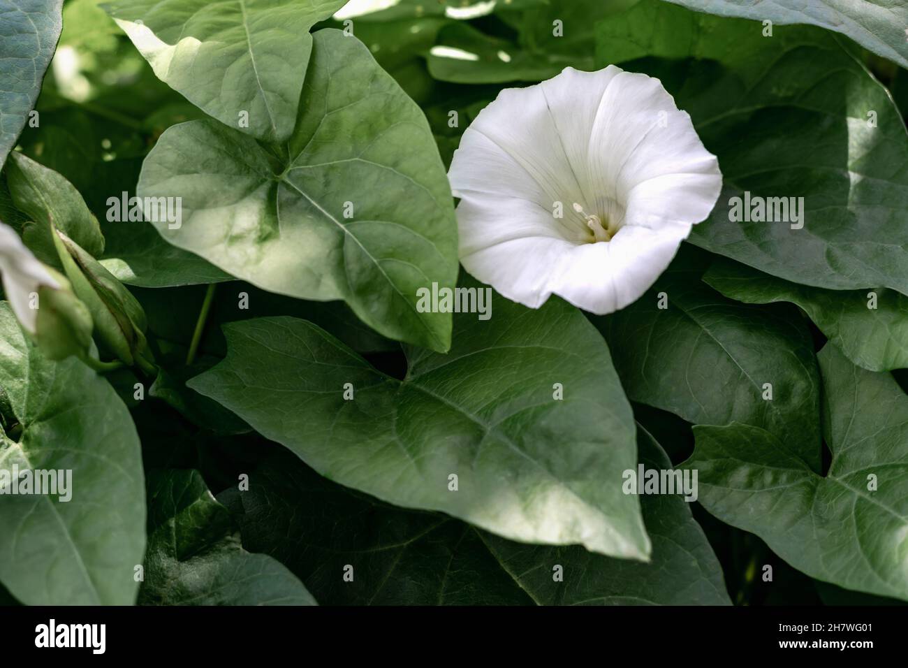 Common bindweed hi-res stock photography and images - Alamy