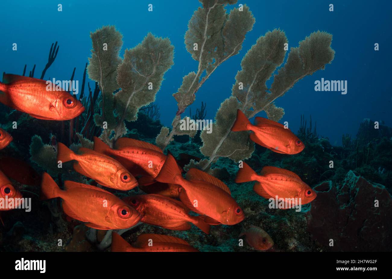 Glasseye Snapper (Heteropriacanthus cruentatus) on the reef off the ...