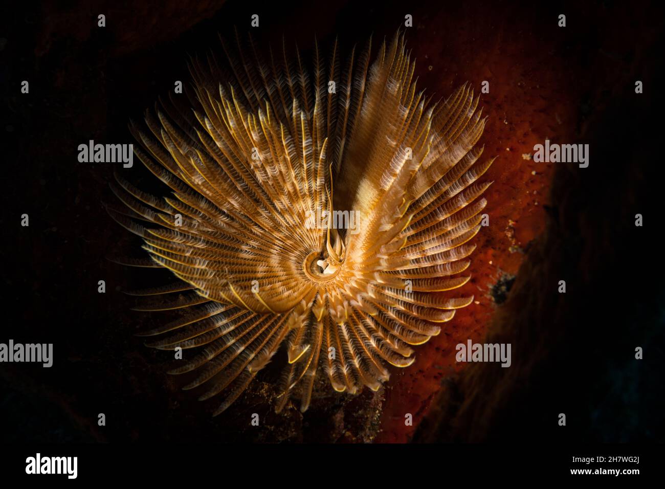 Segmented worms hi-res stock photography and images - Alamy