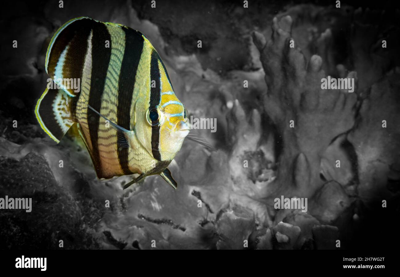 Banded Butterflyfish (Chaetodon striatuson) the reef off the Dutch ...