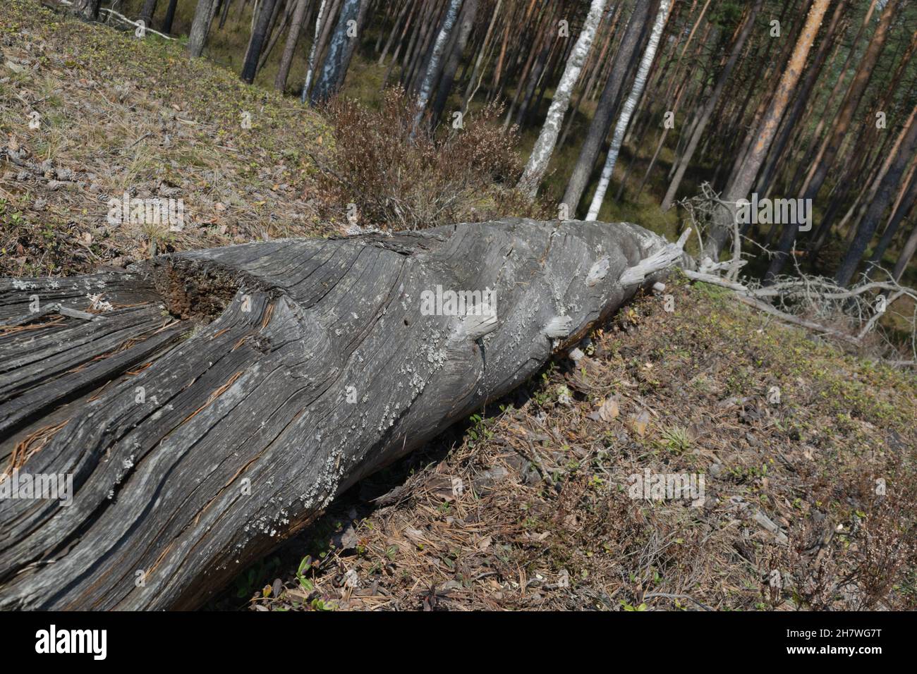 Old fallen tree. Dead tree in the forest. Forest cleaning. Hurricane ...