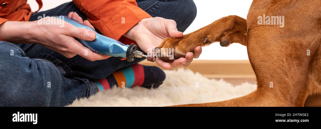 Dog nails grinding banner. Woman using a dremel to shorten dogs nails ...
