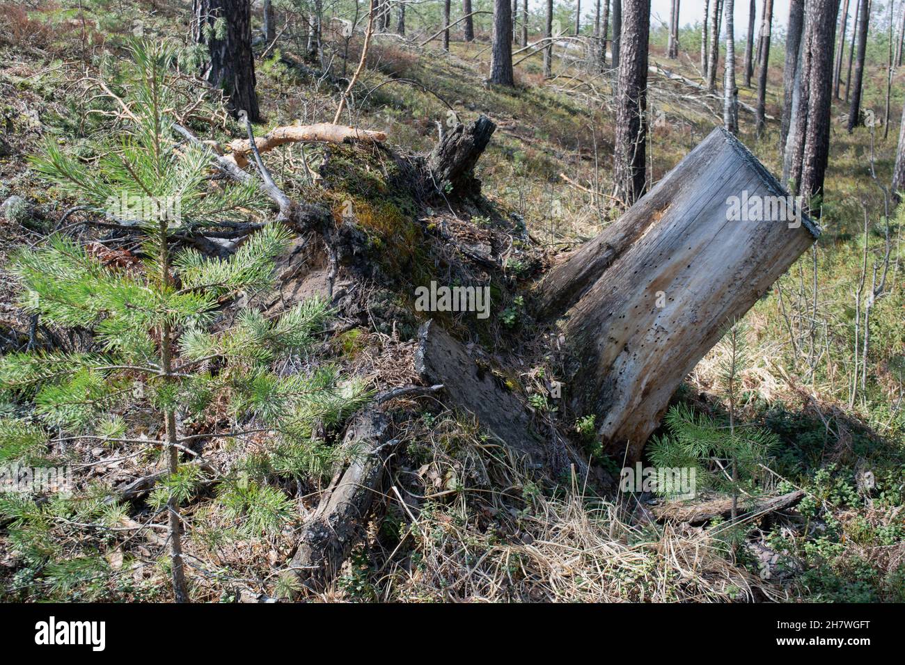 An old uprooted stump from a felled tree. The problem of deforestation ...