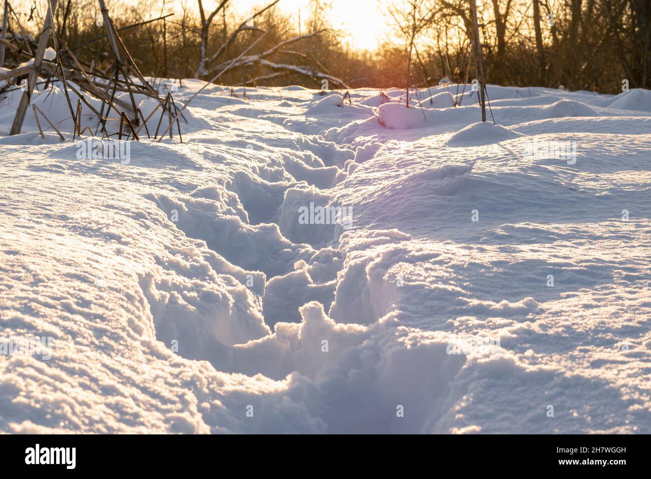 Winter landscape. Trail of footprints in the snow in the light of the ...