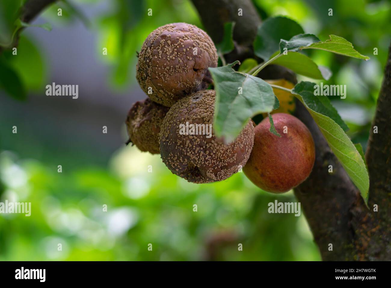 Rotten apples on a branch. Loss of crops, gardening. Losses. Selective ...