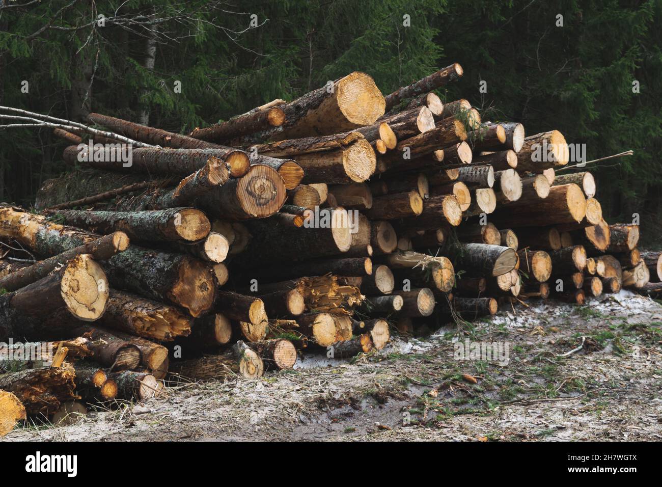 Cleaning up the ring hi-res stock photography and images - Alamy