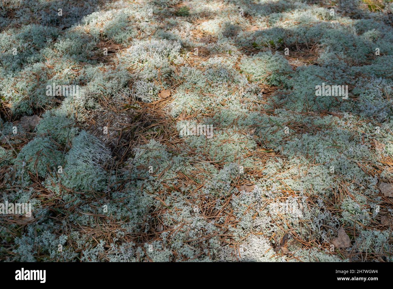 Gray moss in a forest glade, illuminated by the rays of the sun. Moss ...