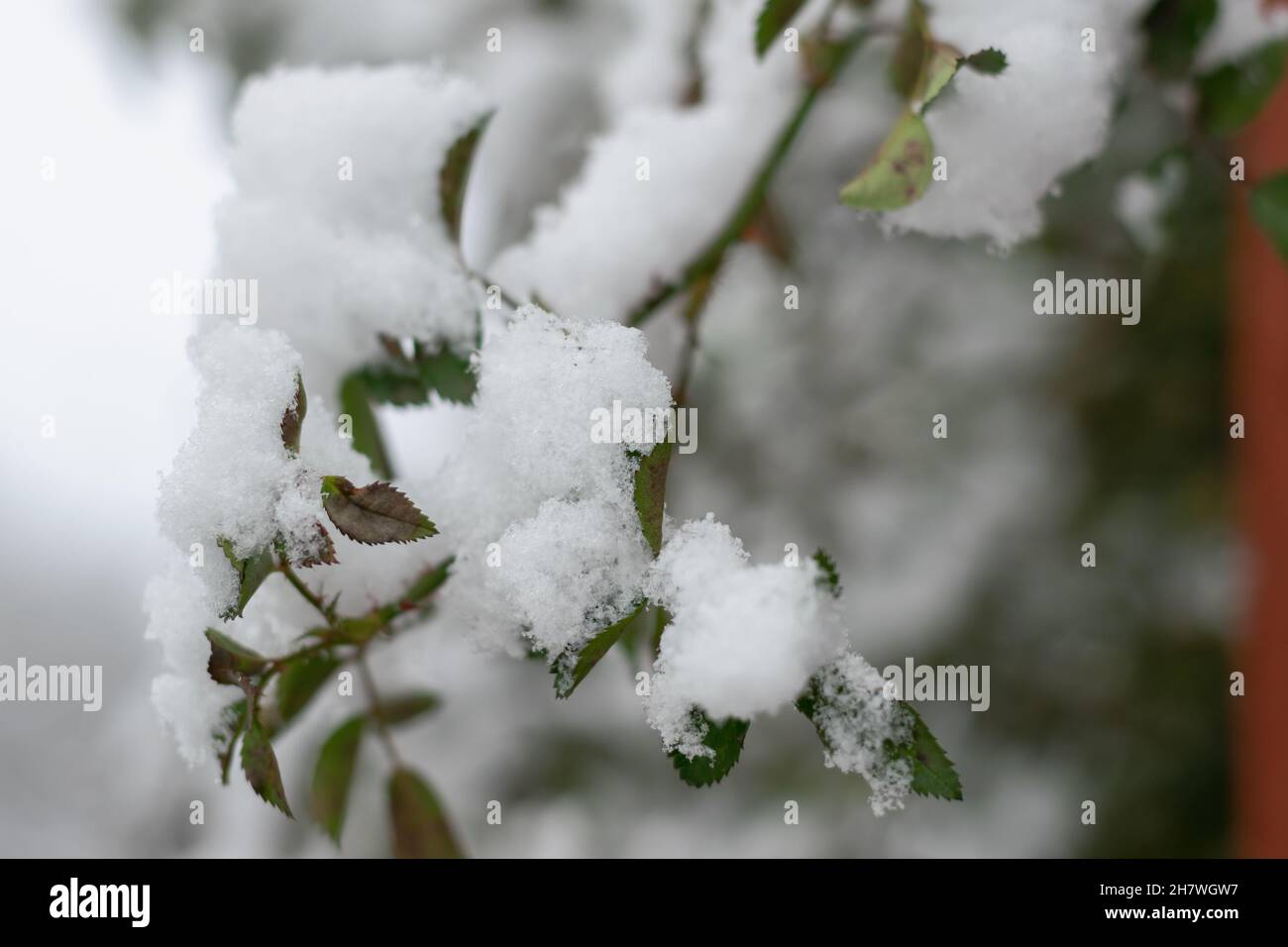 First snowfall. Branches of garden bushes in the snow. It's winter time ...