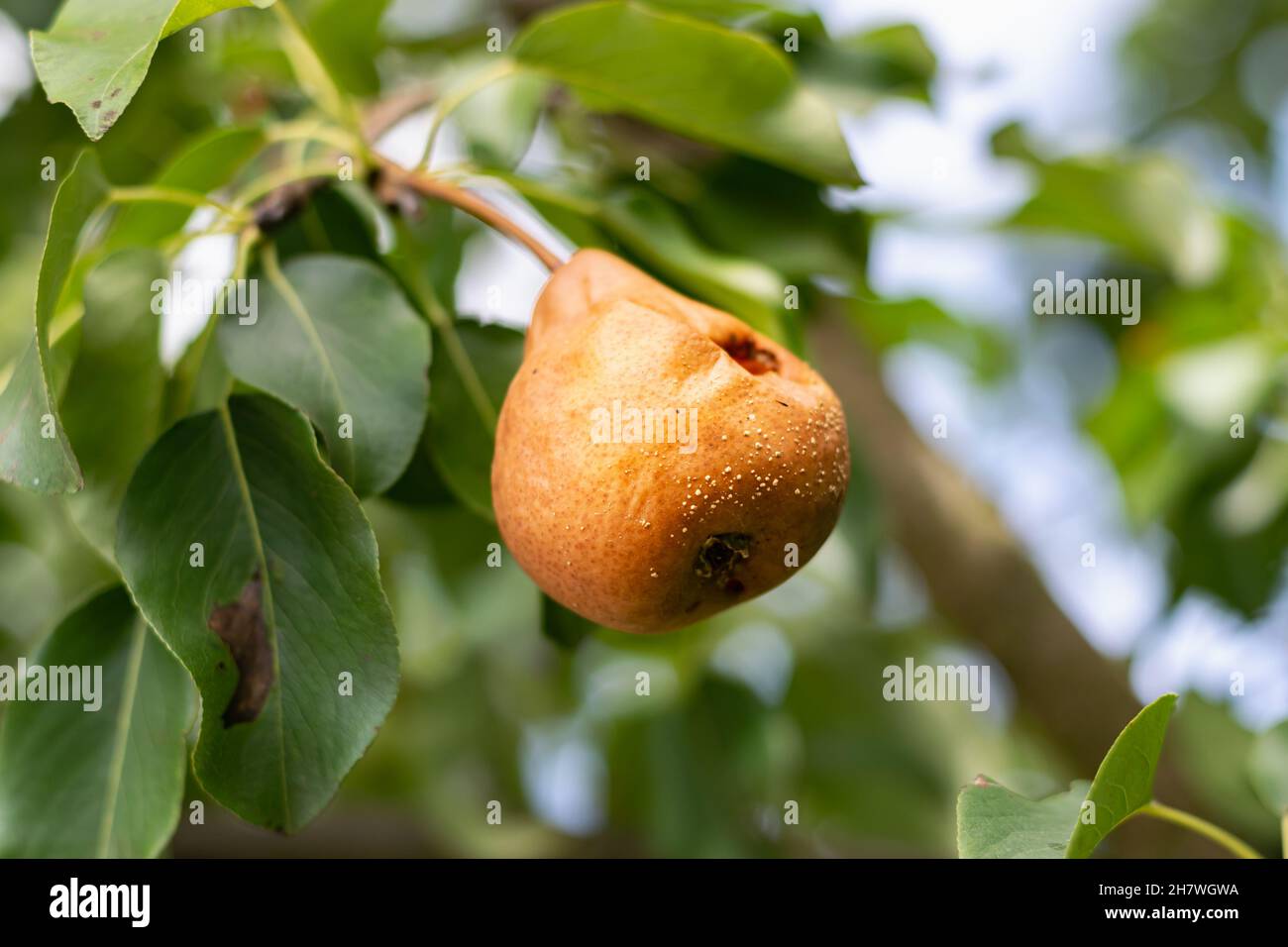 Rotten pears on a pear tree branch. Loss of crops, gardening. Losses ...