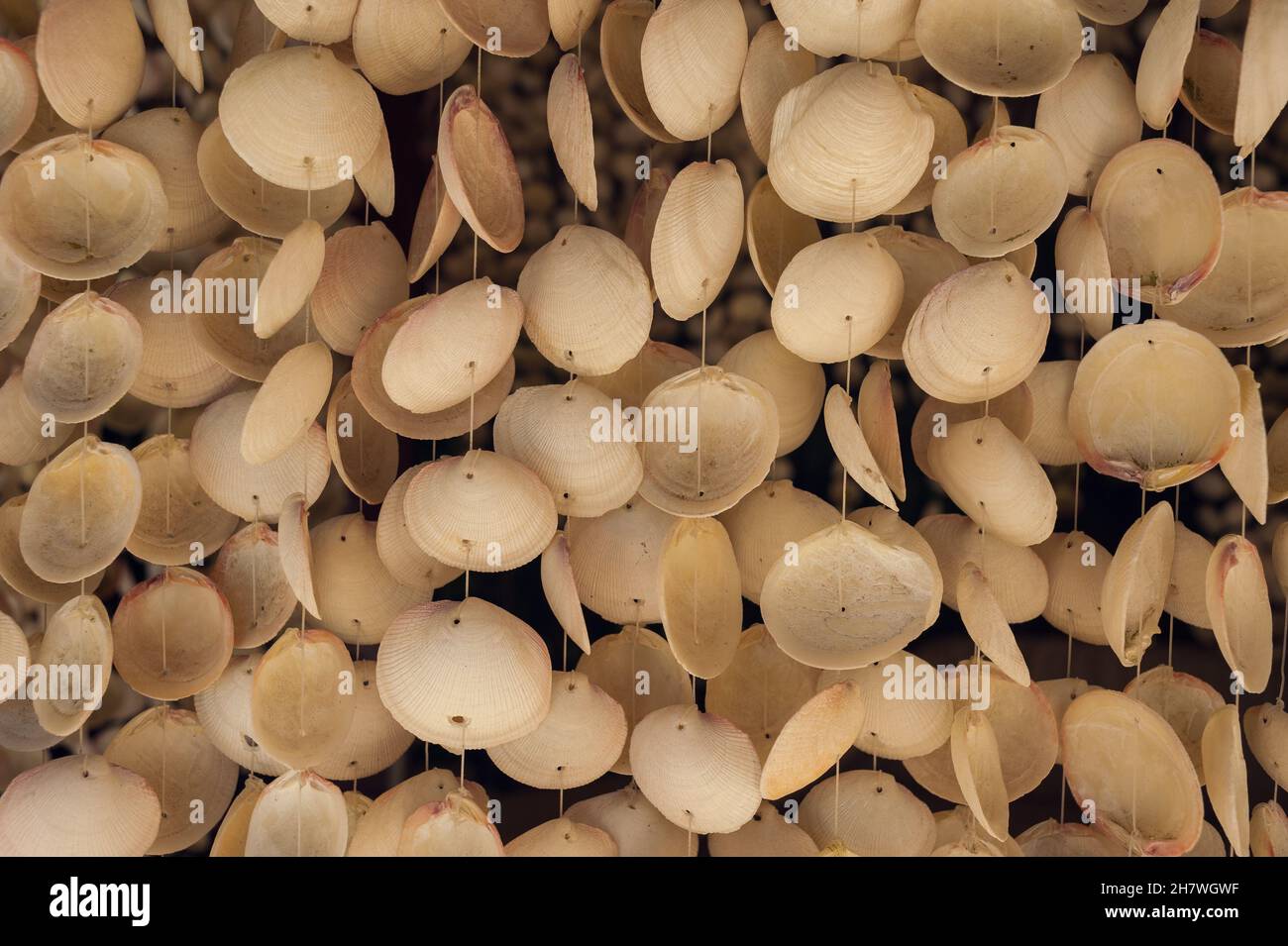 beige sea shells nature background. closeup Stock Photo - Alamy
