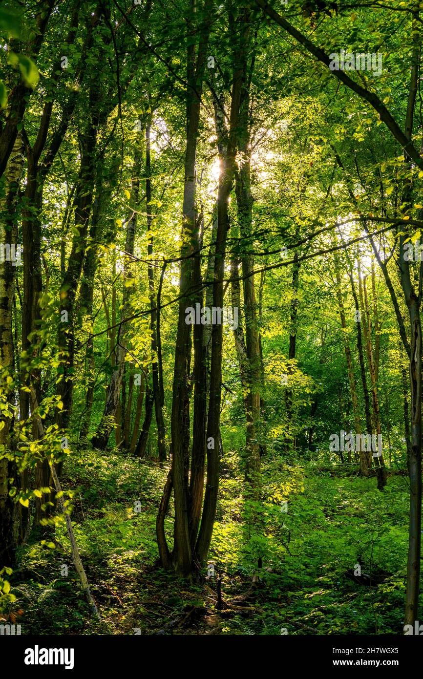 Summer forest thicket landscape in Jurassic limestone mountain massif ...