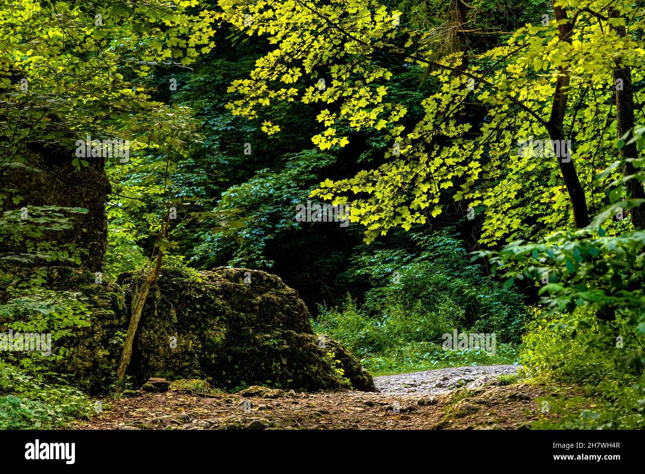 Summer forest thicket landscape in Jurassic limestone mountain massif ...