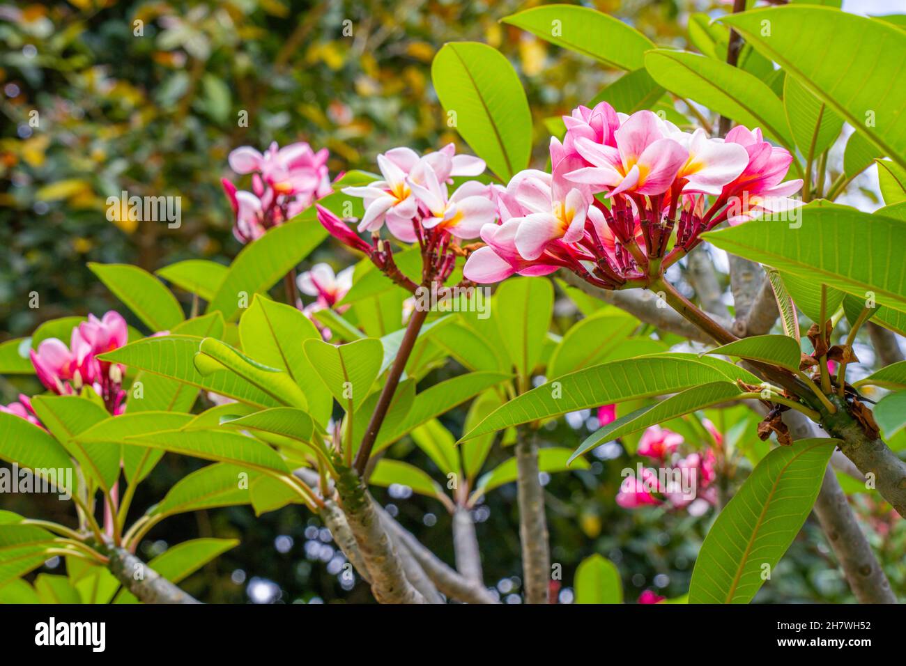 Bright colorful pink of blossoming frangipani in the tree. Soft-focus ...