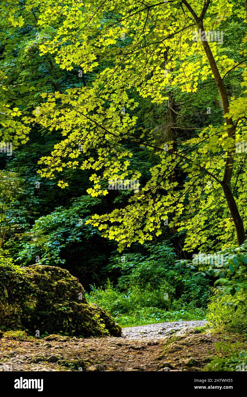 Summer forest thicket landscape in Jurassic limestone mountain massif ...