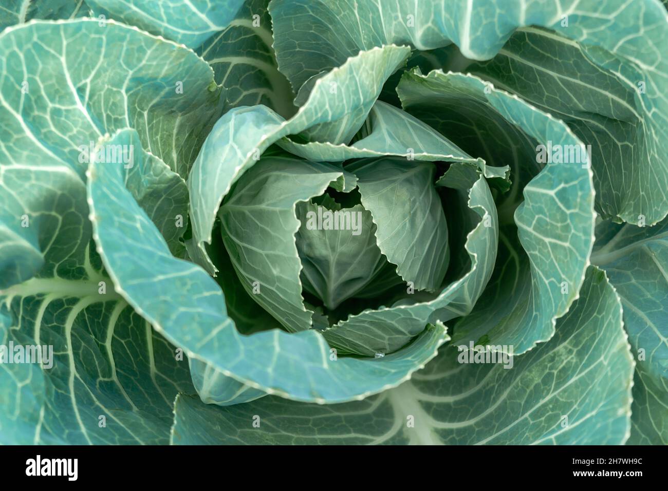 White headed cabbage isolated hi-res stock photography and images - Alamy