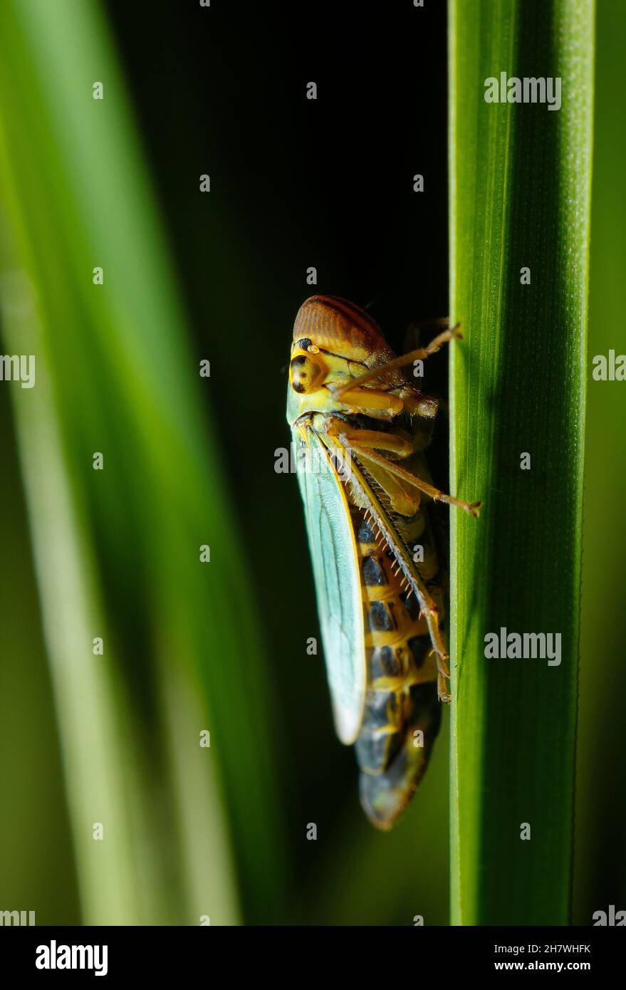 Irish grasshoppers hi-res stock photography and images - Alamy
