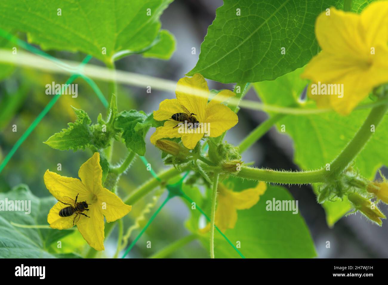 Scourge whip hi-res stock photography and images - Alamy