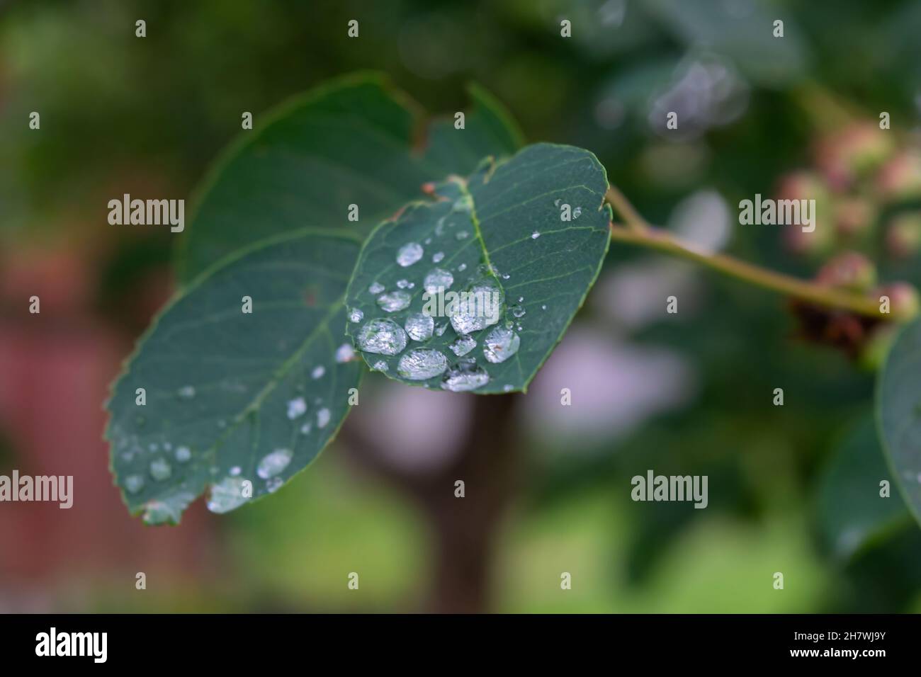 Large drops of silver dew on the foliage of a young tree after a heavy ...