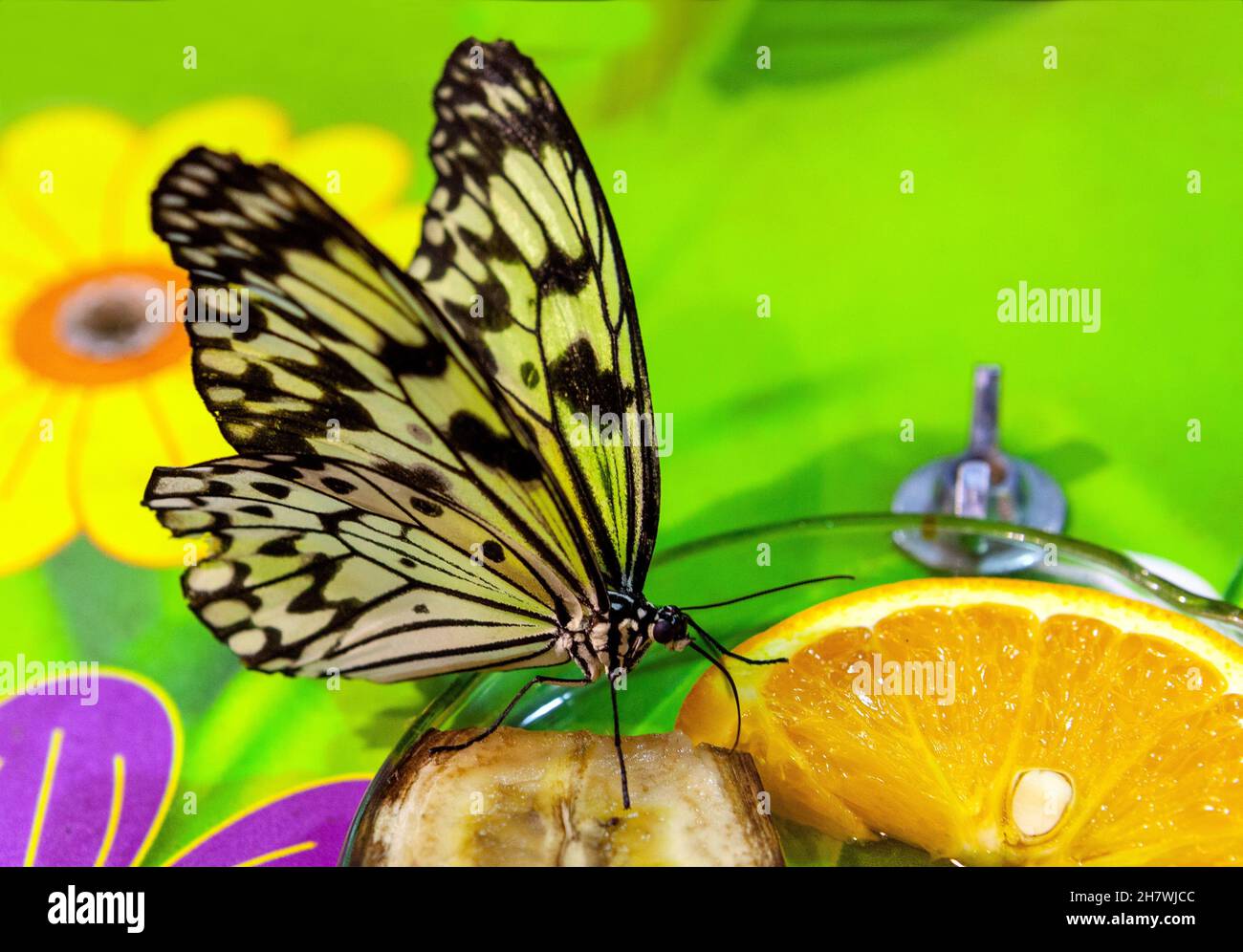 Paper kite butterfly - latin Idea leuconoe - known also as rice paper ...