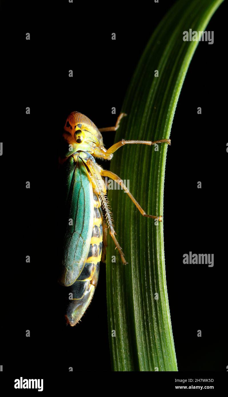 Irish grasshoppers hi-res stock photography and images - Alamy