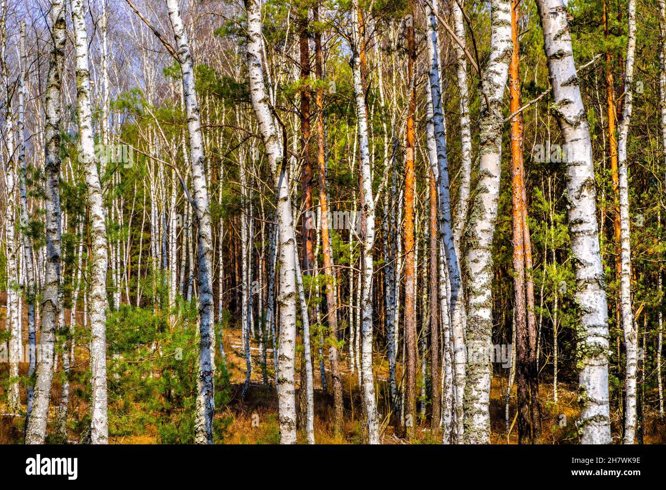 Early spring landscape of young silver birch forest thicket - latin ...