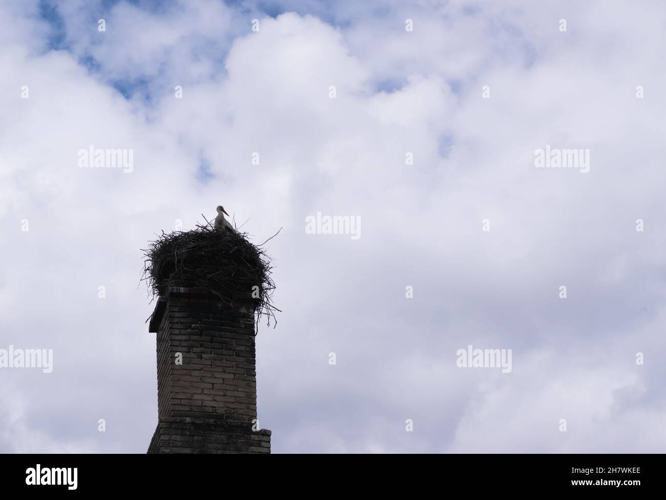 White stork in a nest located on a tall brick chimney of an old ...