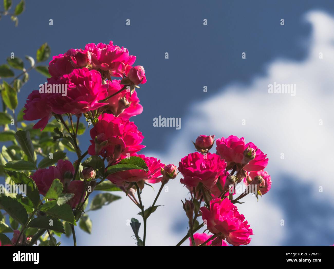 Floral landscape hi-res stock photography and images - Alamy