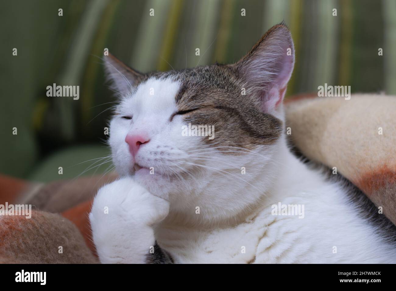 Close-up of a beautiful domestic cat that sleeps sweetly on a blanket ...