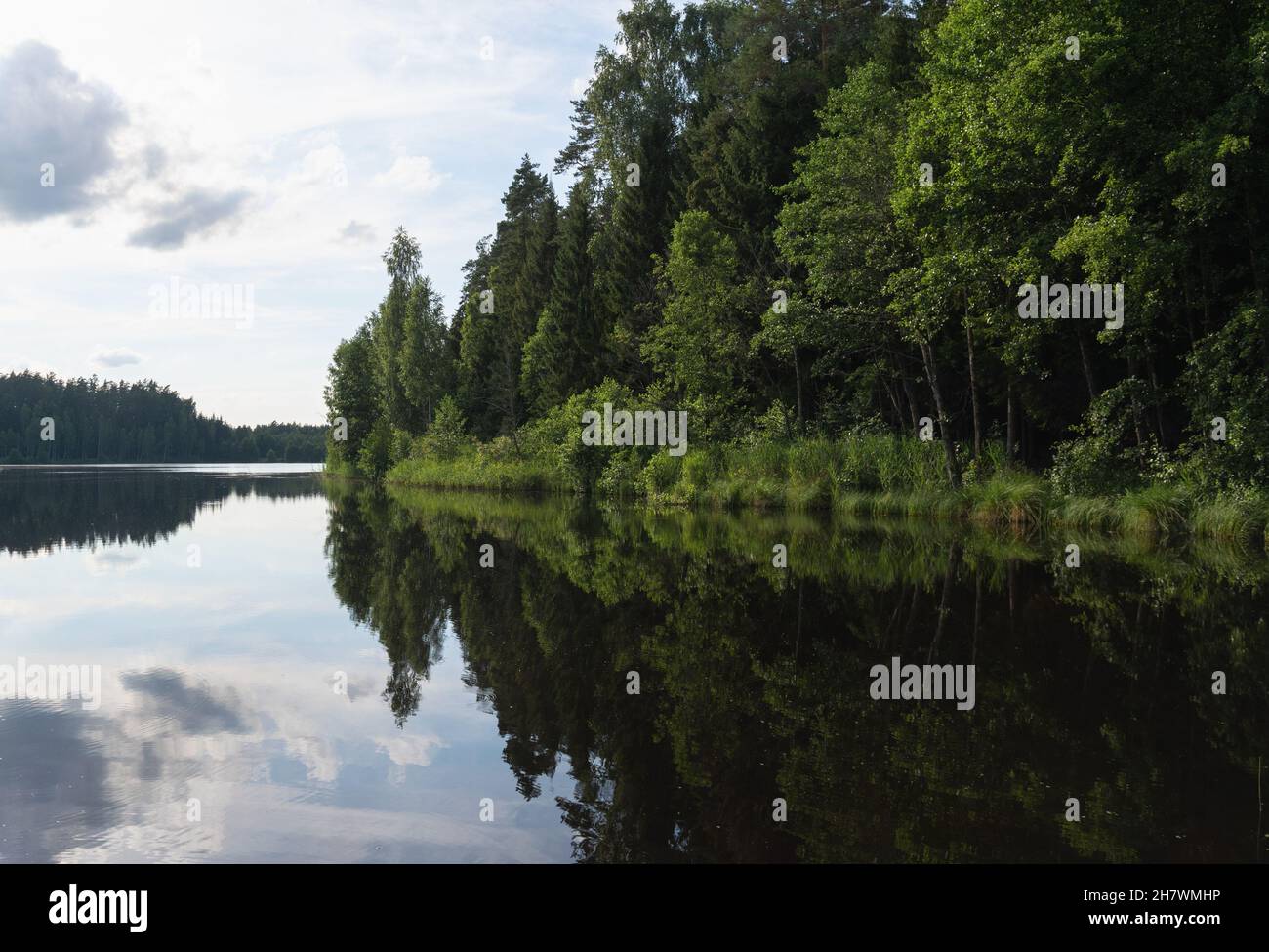 A forest lake surrounded by a forest with water reflecting trees and ...