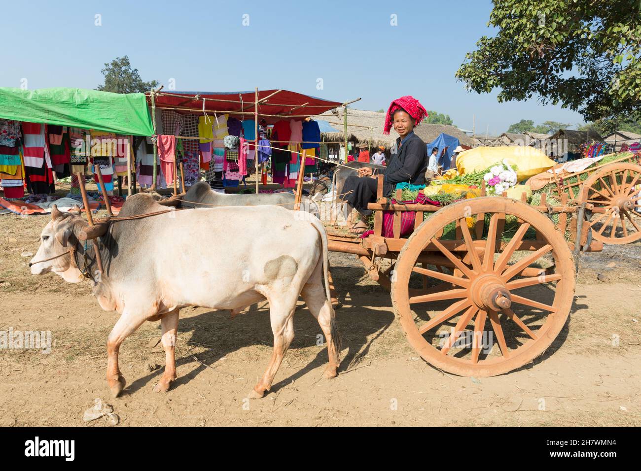 Riding ox cart High Resolution Stock Photography and Images - Alamy