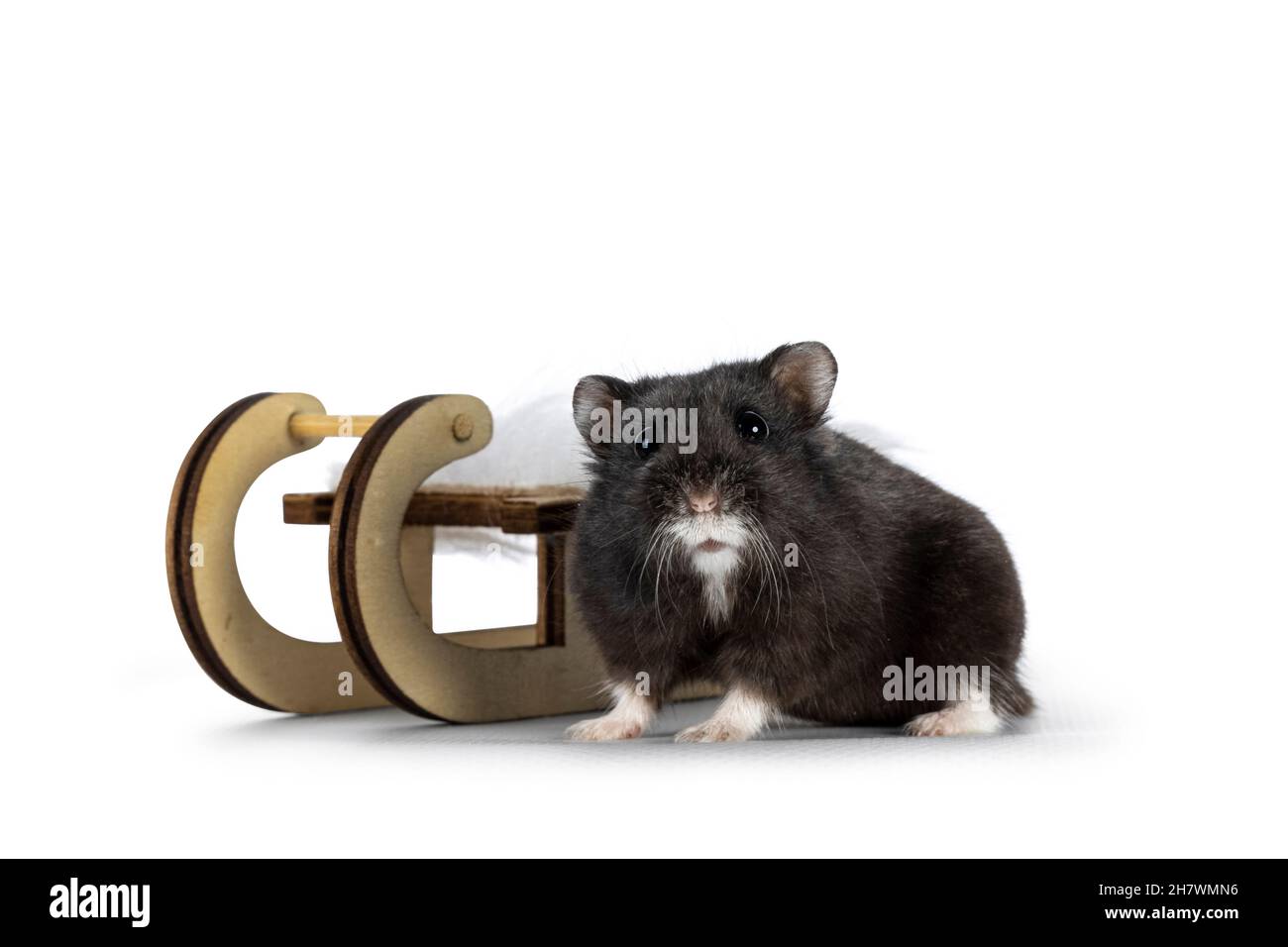 Cute little black smoke hamster, standing beside tiny wooden sleigh ...