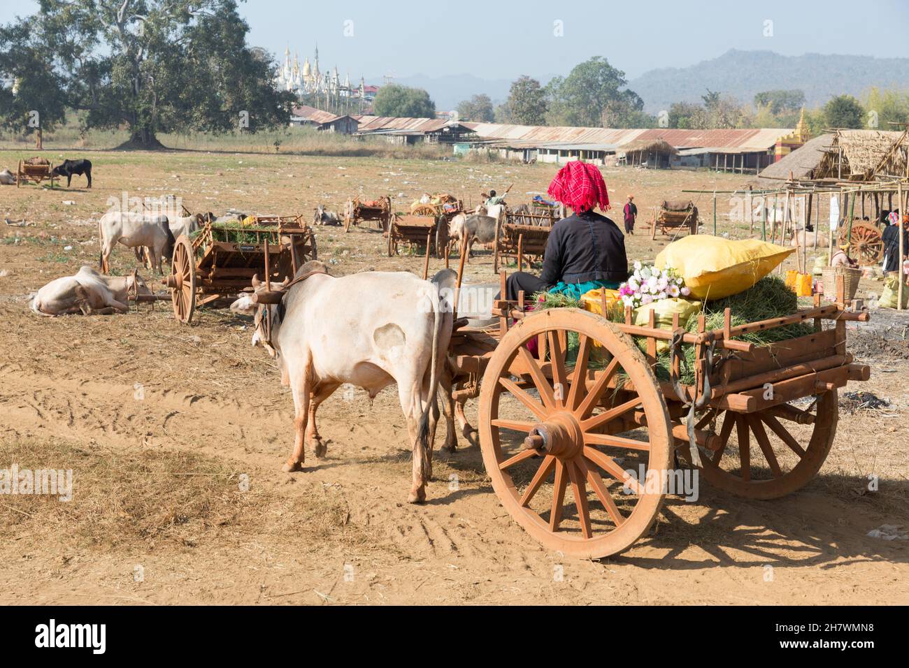 Tribal woman riding Ox Cart at Thaung Tho Kyaung market on Inle Lake ...