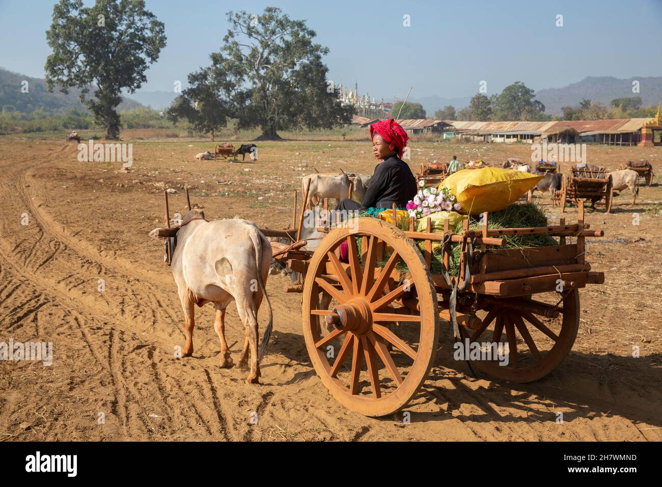 Riding ox cart High Resolution Stock Photography and Images - Alamy