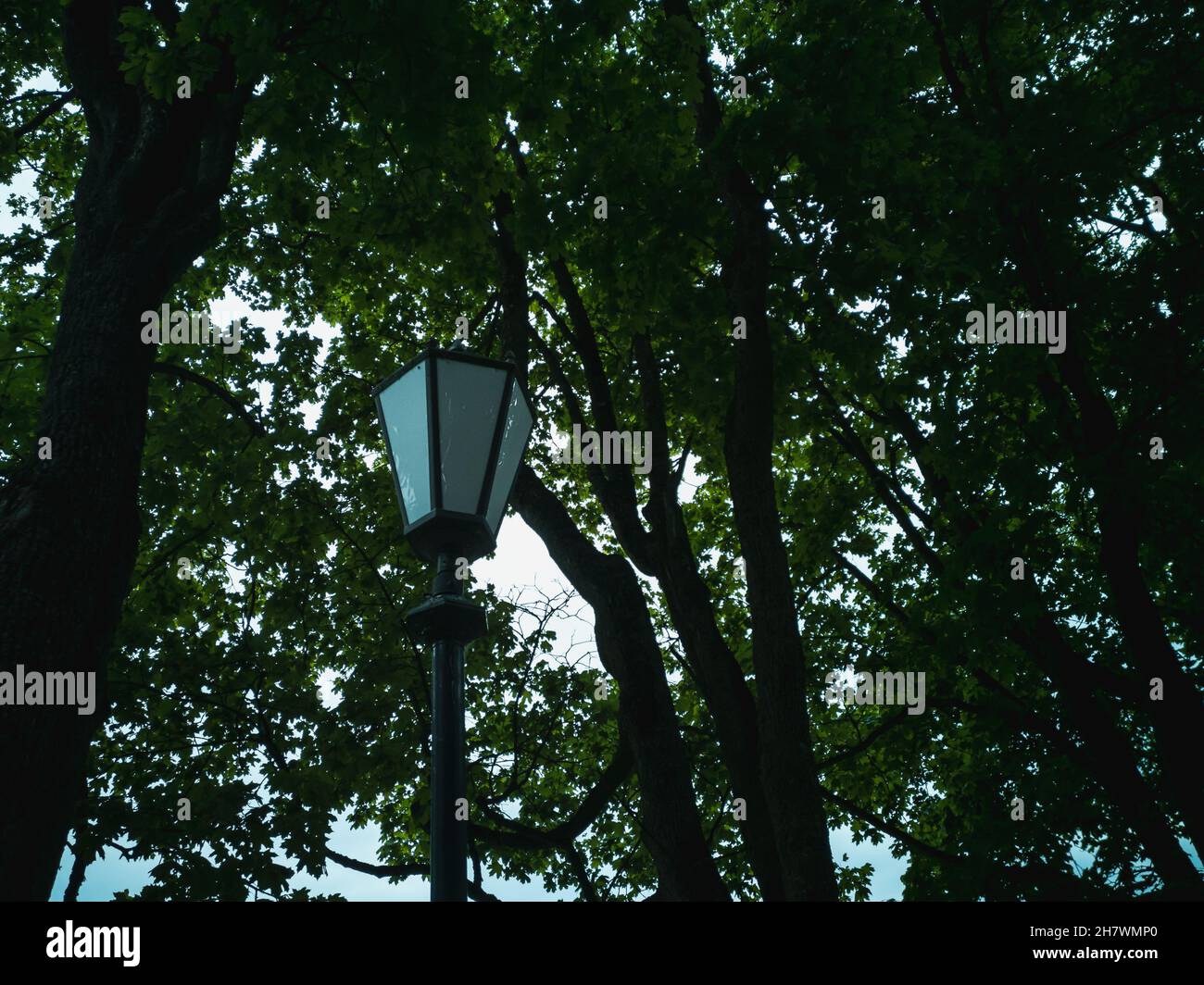 Lighting lamp on a pole in a dense park of trees. Evening time ...
