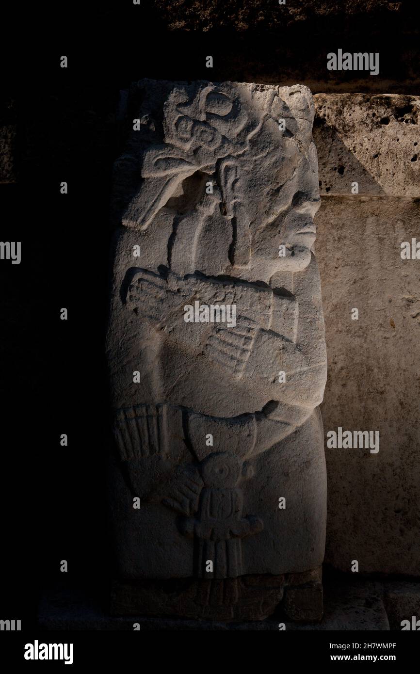 ancient mayan bas relief carvingsof a rabbit skull on a temple at the ...