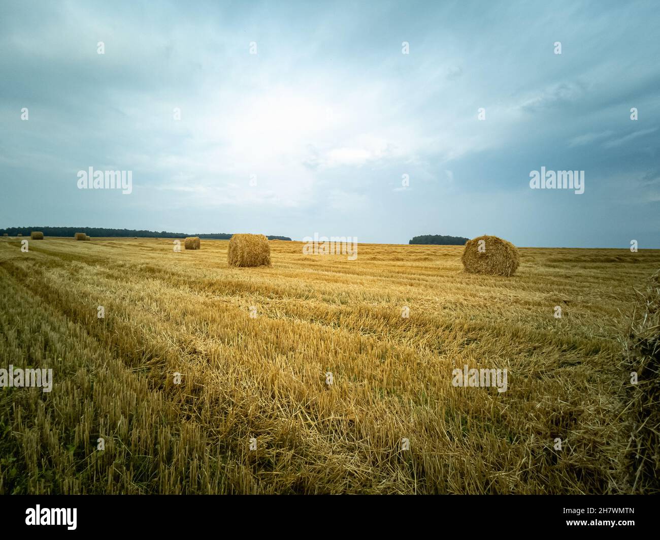 A field with harvested wheat. The concept of harvesting, reaping ...