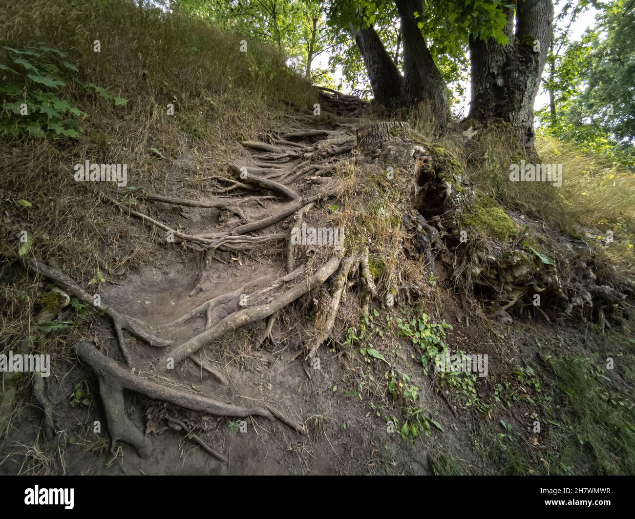 Powerful roots of an old tree on the mountain. Summer landscape ...