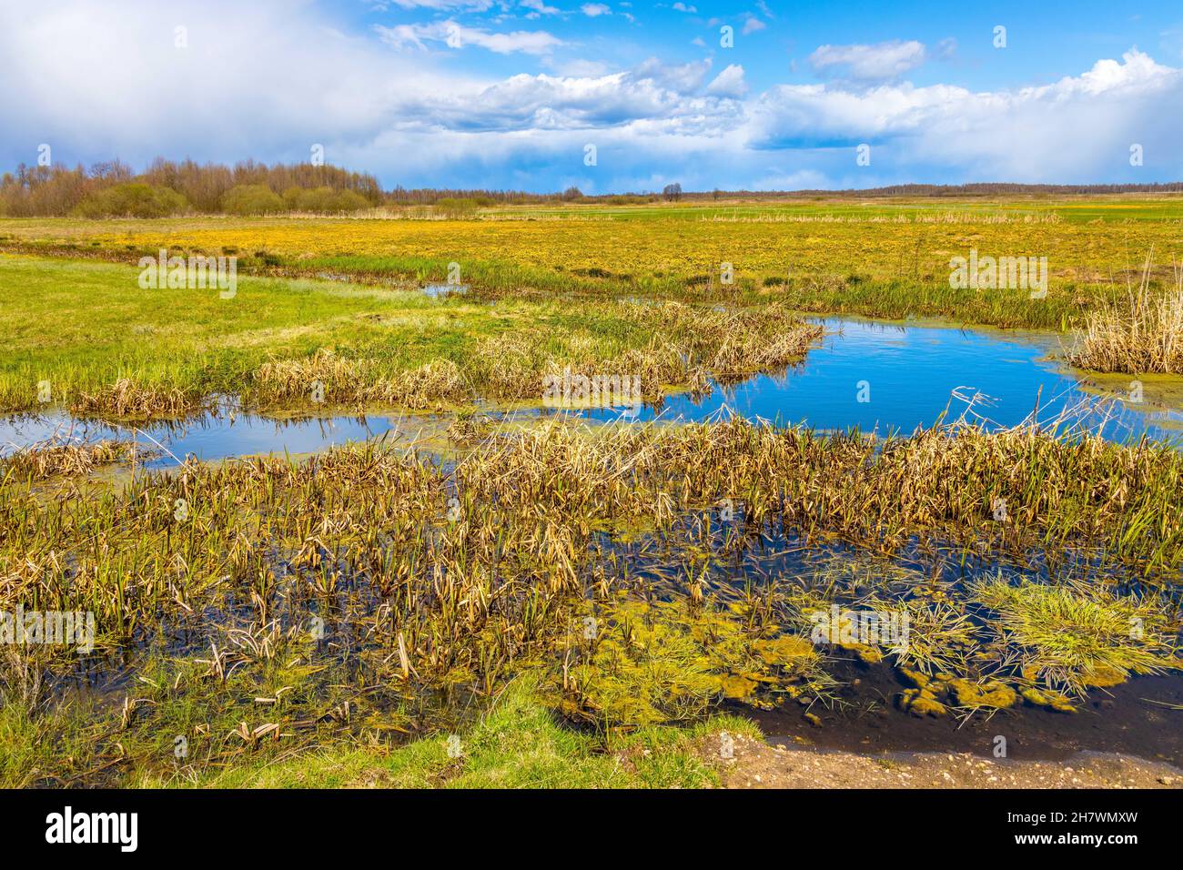Early spring view of Biebrza river wetlands and nature reserve ...