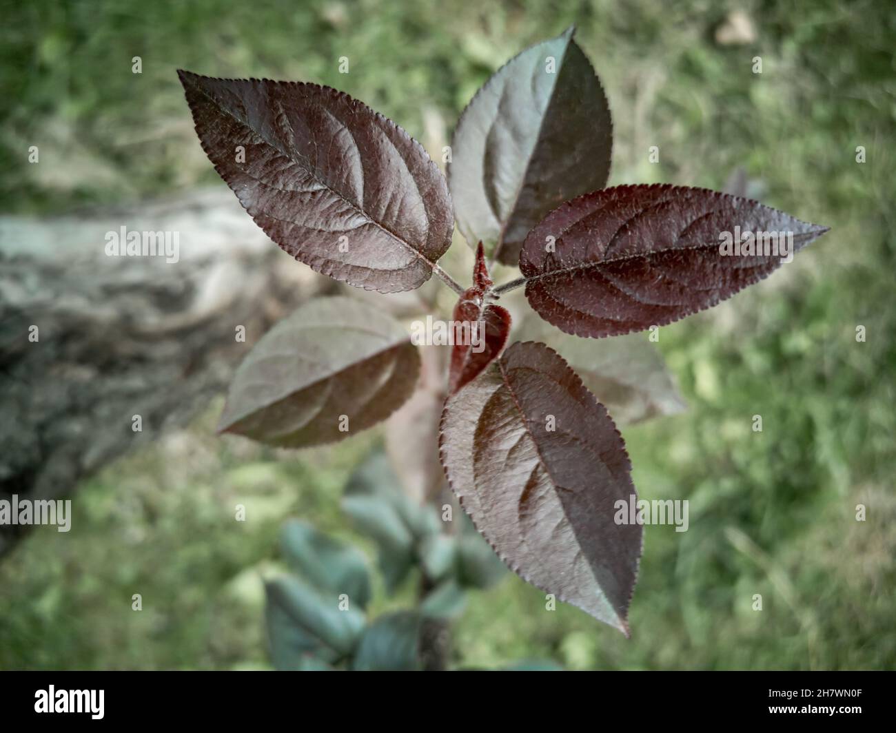 Leaves of a reddish shade of a young apple tree. Natural background ...
