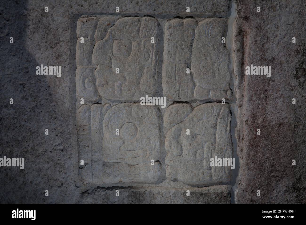 ancient mayan bas relief carvingsof a rabbit skull on a temple at the ...